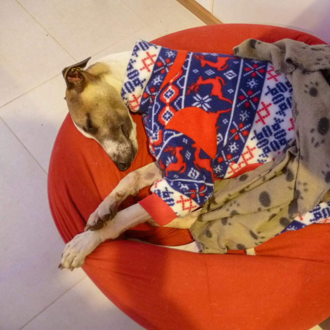 Astrodog – Dr Laura Driessen