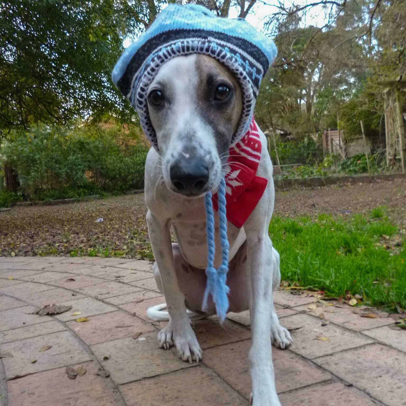 Astrodog – Dr Laura Driessen