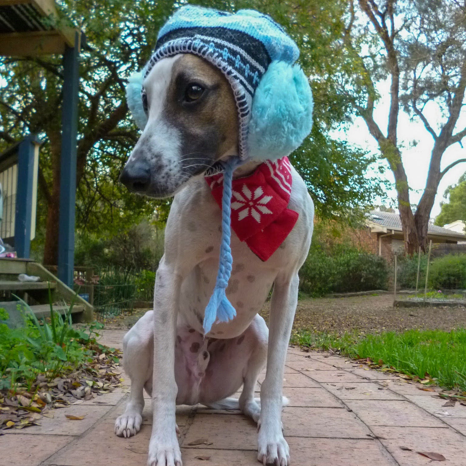 Astrodog – Dr Laura Driessen