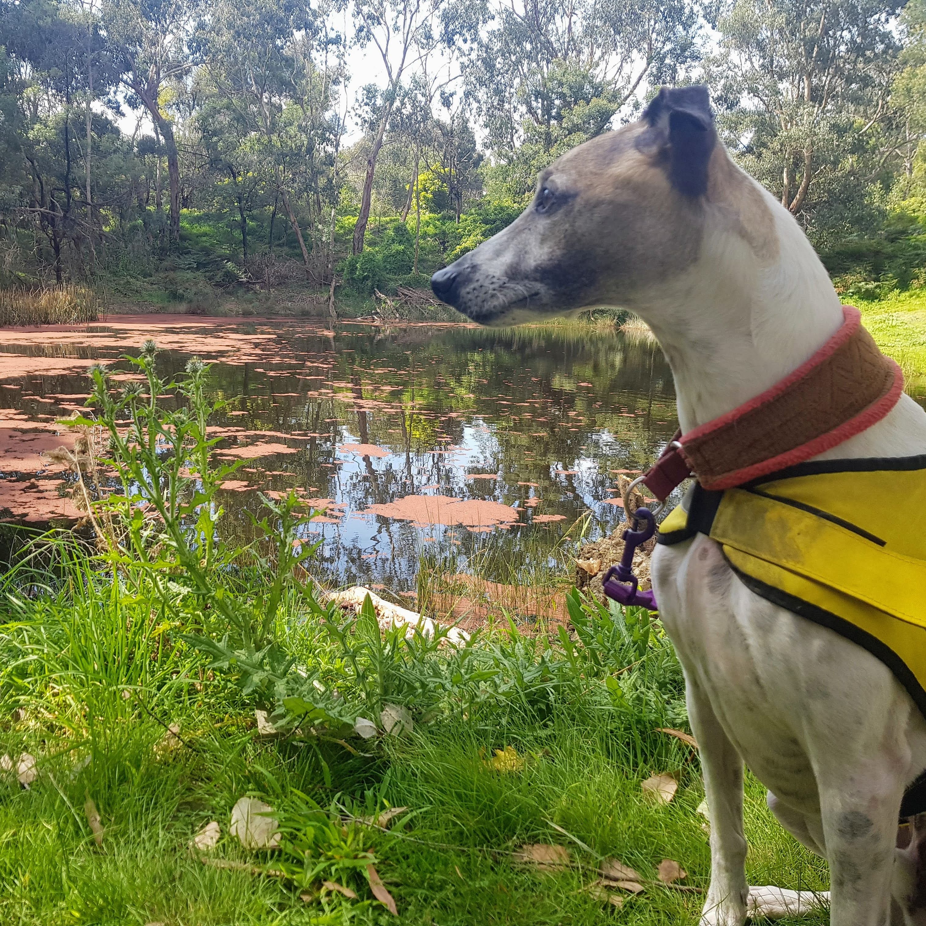 Astrodog – Dr Laura Driessen