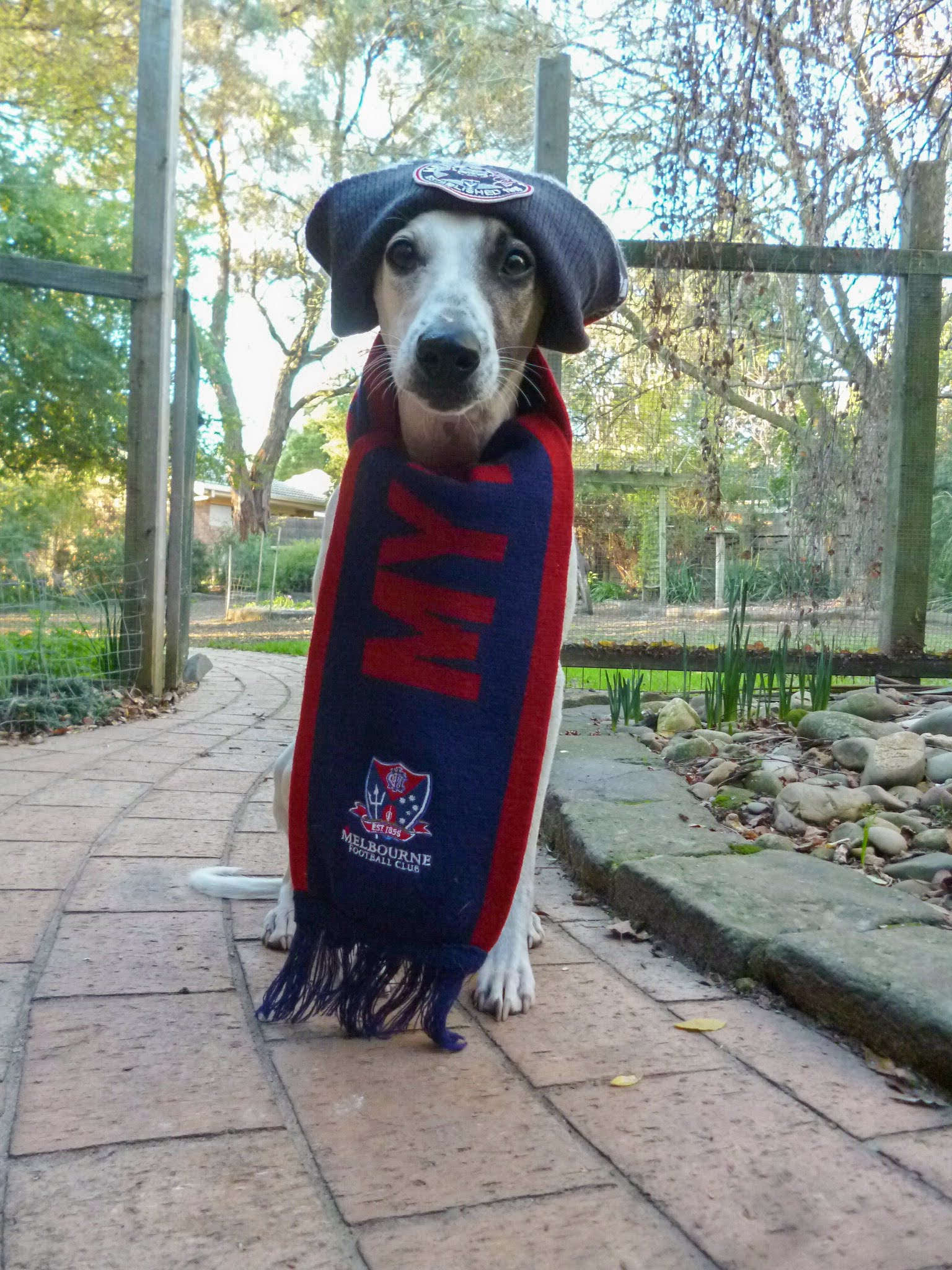 Astrodog – Dr Laura Driessen